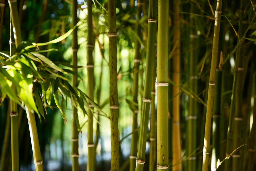Is Your Bamboo Invasive? - WR Surveying